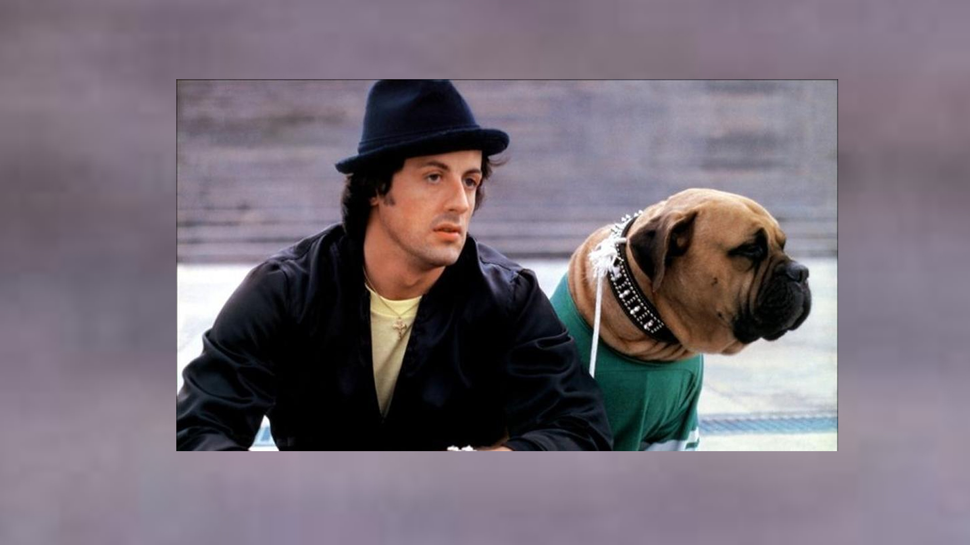 El día que Sylvester Stallone vendió a su perro por 40 dólares y lo ...