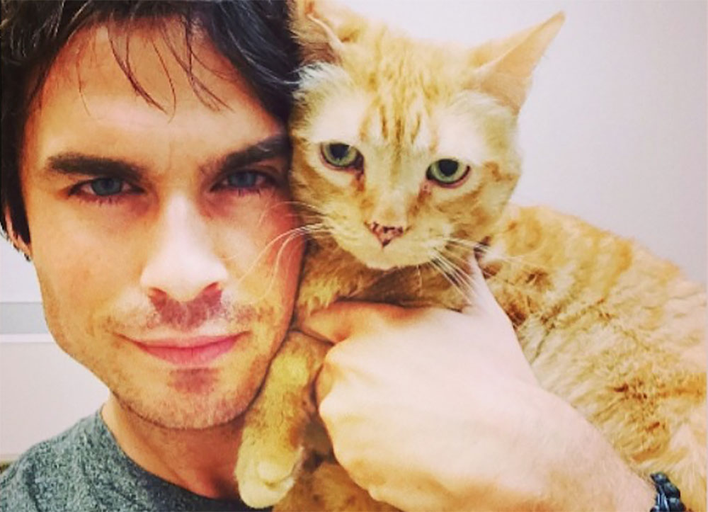 Según las estadounidenses, los hombres que publican selfies con gatitos ...