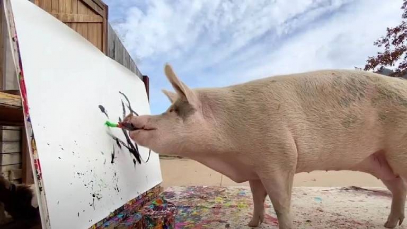 Qué retrato pintó Pigcasso, el cerdo artista que es furor en las redes ...