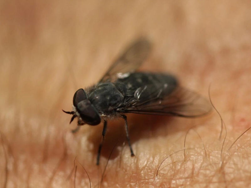Invasión de tábanos en enero: consejos para prevenir picaduras – GENTE ...