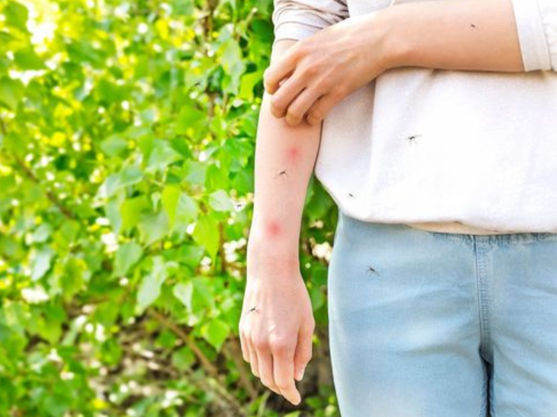 Preparate y prevení la picadura de mosquitos con estas recomendaciones ...