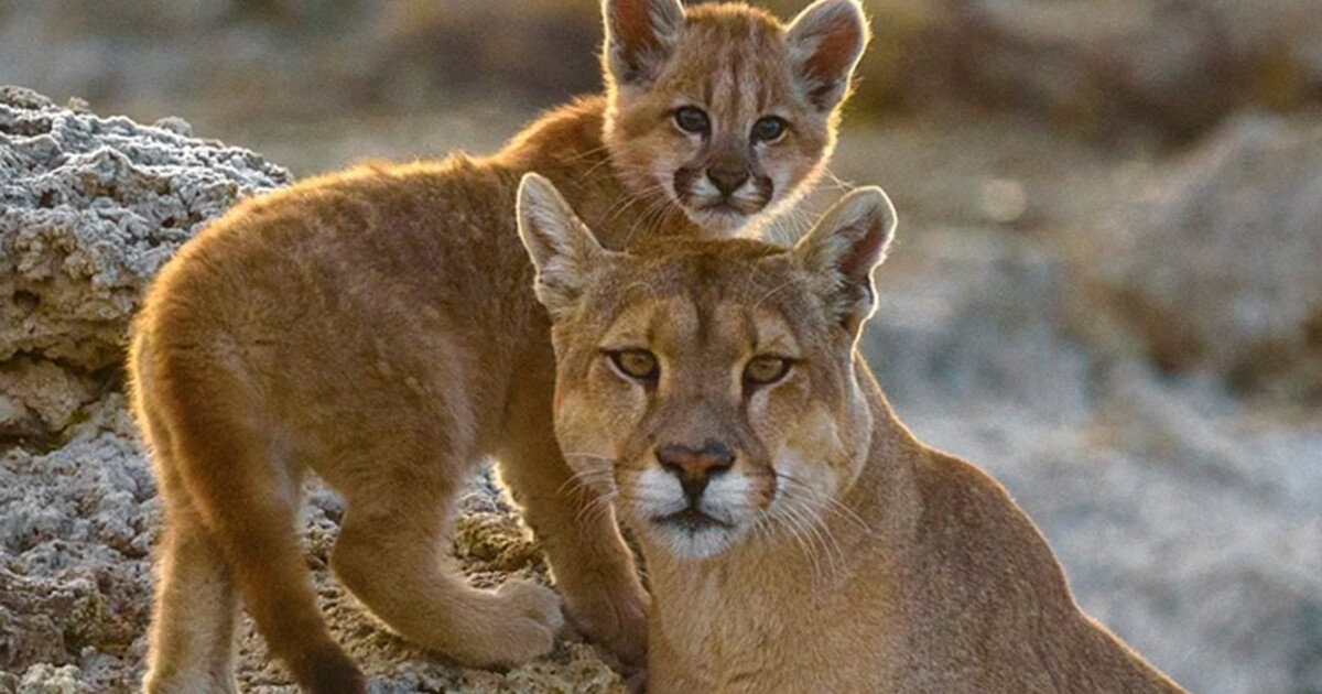 Cómo es el sorpresivo proyecto que enfrenta la caza deportiva de pumas ...