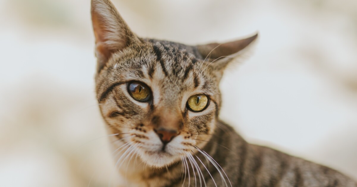 Cómo preparar tu casa para recibir un gato por primera vez: lo esencial ...