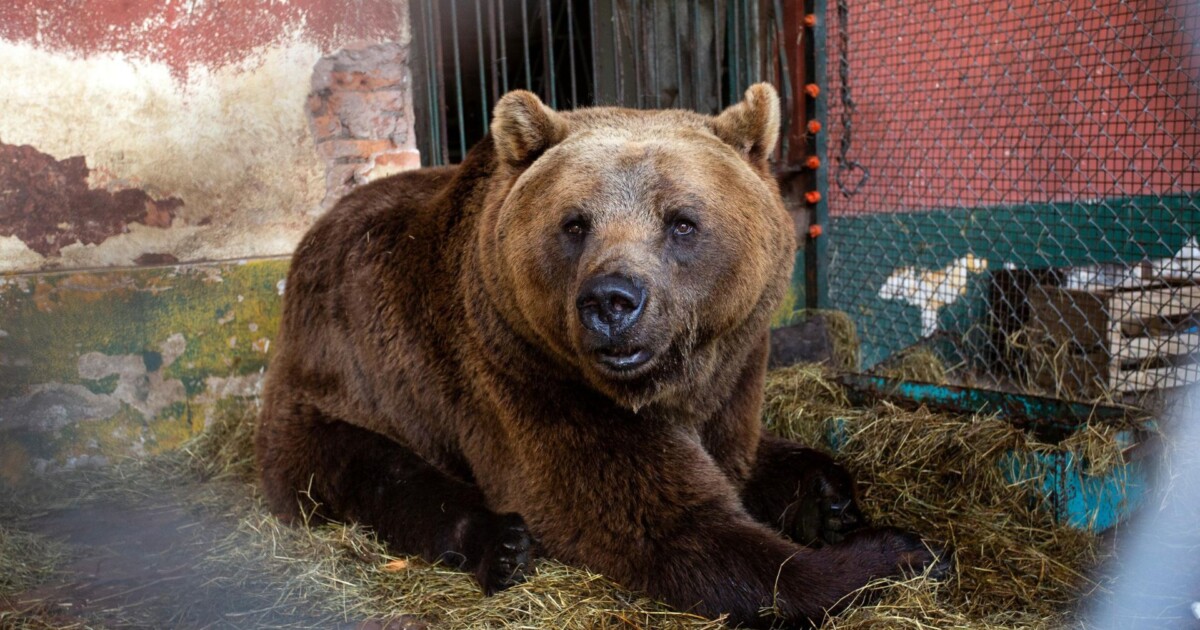 La dolorosa historia de Gordo, el oso del ex zoo de Luján que tiene 100 ...