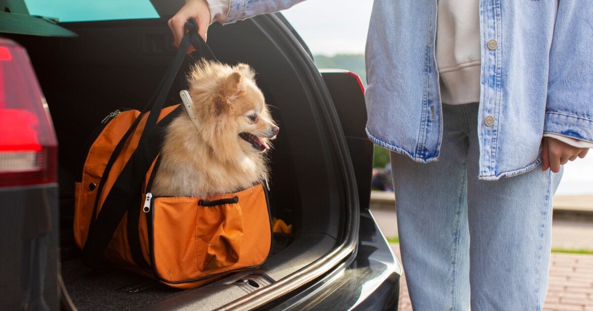 Viajar con tu gato o perro en vacaciones: checklist esencial para un ...